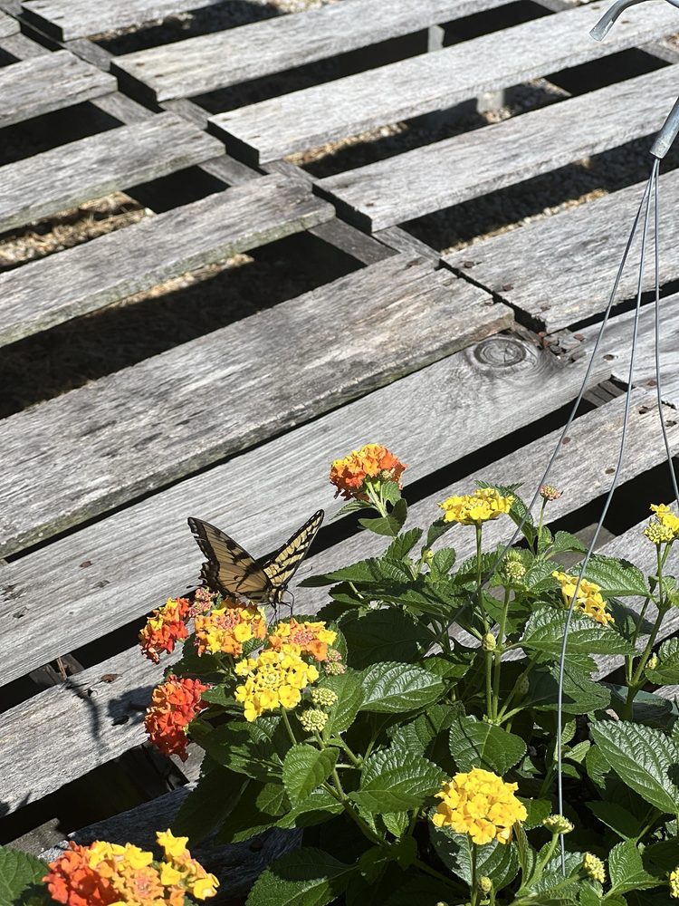 TIMMY’S ROADSIDE GARDENS - Updated April 2025 - 4200 US Hwy 70 E, Goldsboro, North Carolina ...