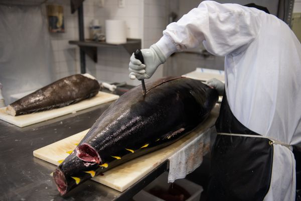 FREUND’S FISH MARKET - Updated December 2025 - 15 Photos - 4301 15th ...