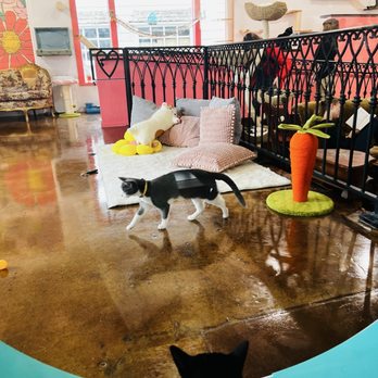 DON’T STRESS MEOWT - CAT CAFE - Updated December 2025 - 311 Photos & 41 ...