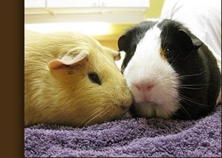 READE STREET ANIMAL HOSPITAL - Updated May 2026 - 54 Photos & 140 ...