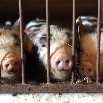 FOREST VIEW FARMS - Updated July 2024 - 57 Photos & 46 Reviews - 16717 ...