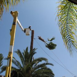 ALL ACCESS TREE CARE - 151 Photos & 191 Reviews - Tree Services - 289 ...