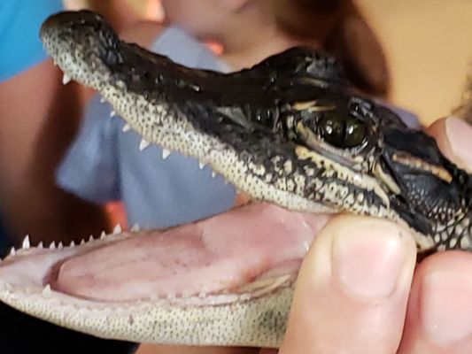 INSTA-GATOR RANCH & HATCHERY - 162 Photos & 74 Reviews - Tours - 74645 ...