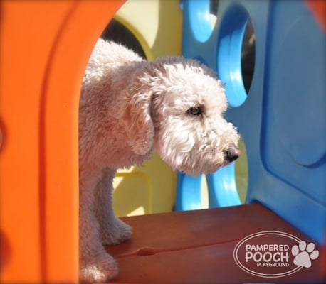 PAMPERED POOCH PLAYGROUND - Updated November 2024 - 32 Photos & 57 ...