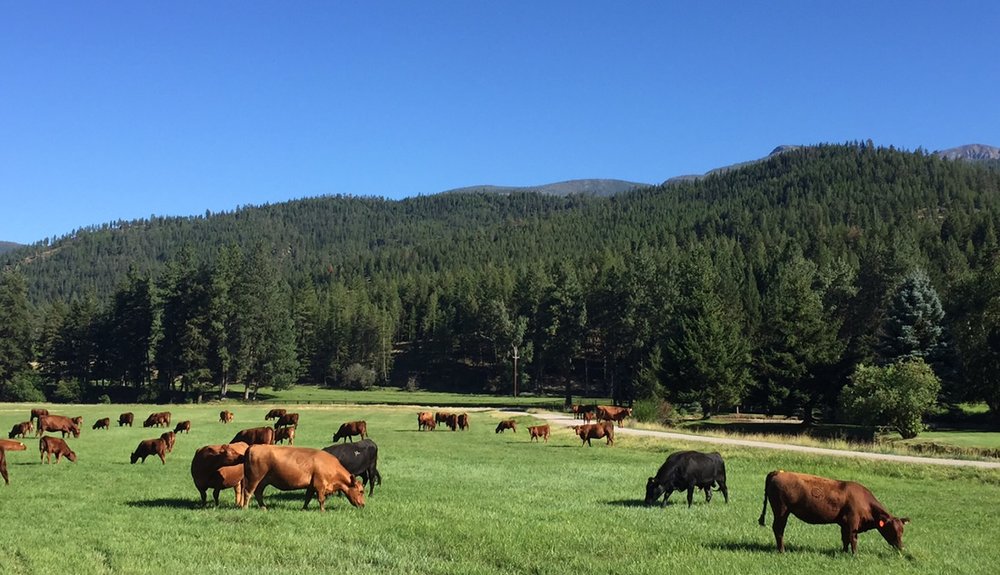 LOLO TRAIL RANCH - Updated December 2025 - 18489 Hwy 12 W, Lolo ...