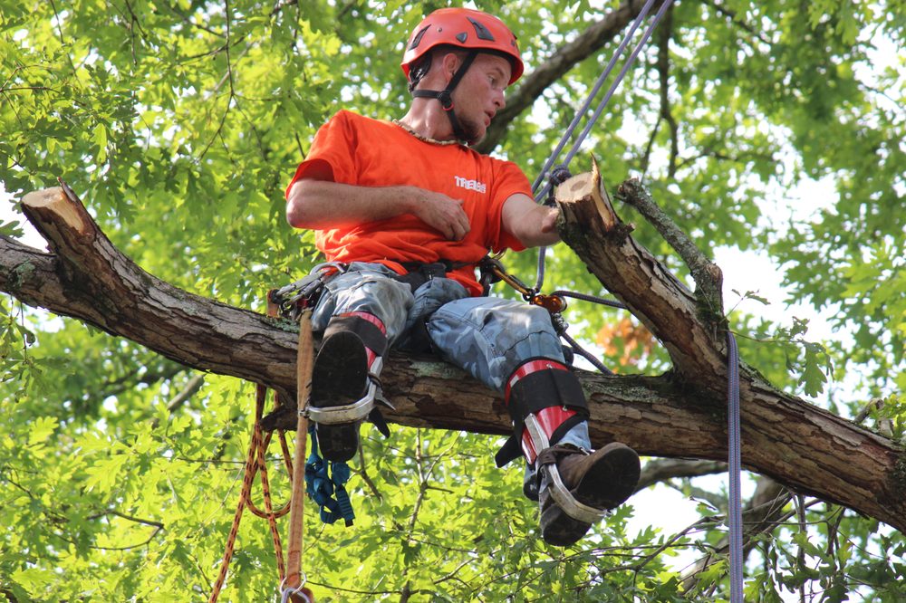 WOODSTOCK TREE SERVICE - Updated October 2024 - 712 Walt Ln, Woodstock ...