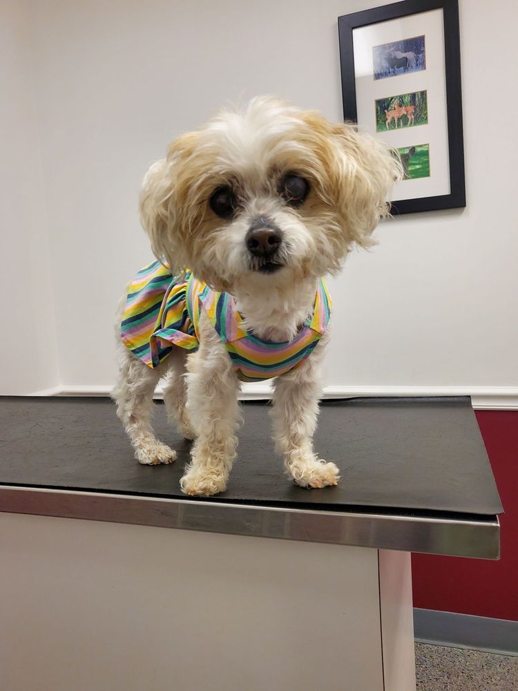 VETERINARY ONCOLOGY & REFERRAL CLINIC - Updated June 2026 - 13 Reviews ...