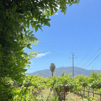 HONIG VINEYARD & WINERY - Updated September 2025 - 329 Photos & 412 ...