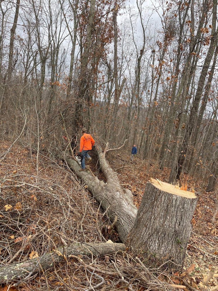 C & A TREE SERVICE - Updated December 2025 - 22 Photos - Huntington ...