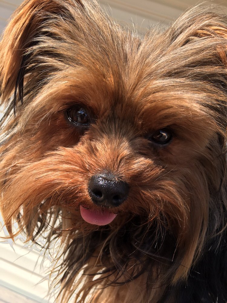 Why Do Yorkies Stick Out Their Tongue