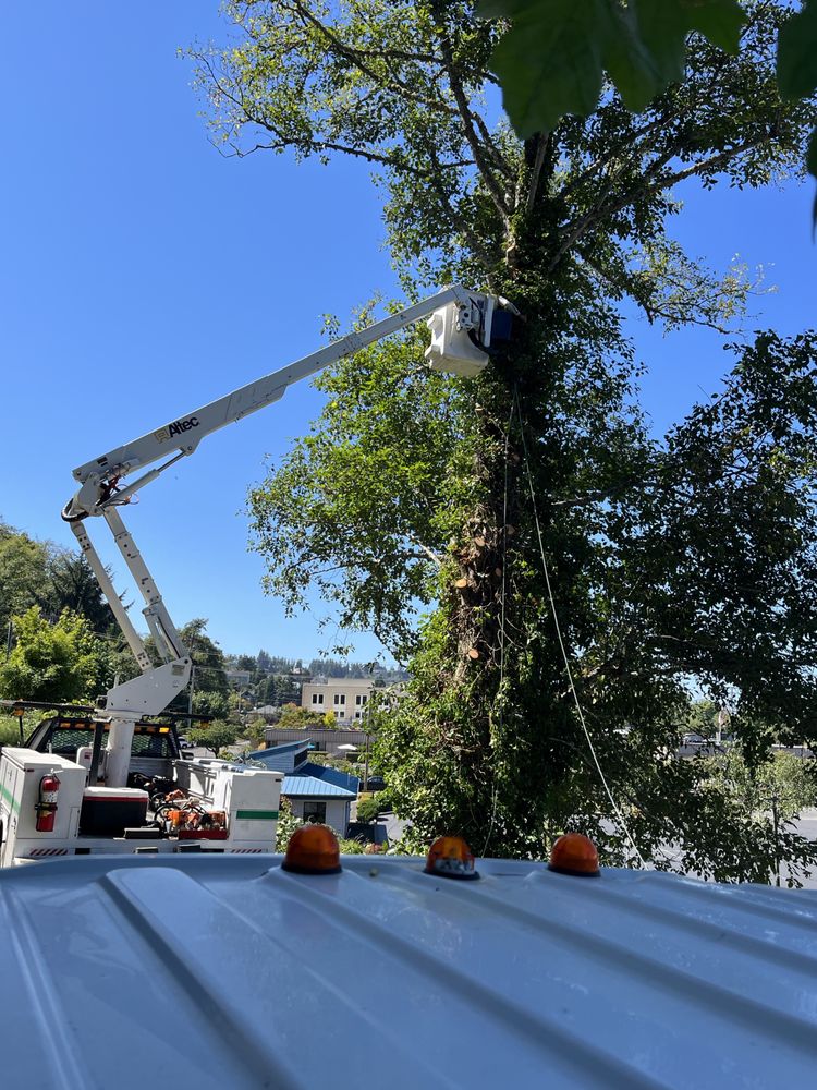 YOUNGS RIVER TREE SERVICE - Updated August 2025 - 393 W Lexington Ave ...