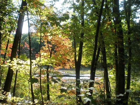 SALEM TOWN FOREST - Updated July 2025 - 222 Shadow Lake Rd, Salem, New ...