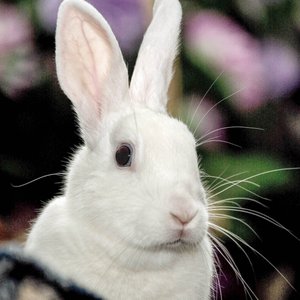 LOS ANGELES GUINEA PIG RESCUE - 82 Photos & 79 Reviews - 10856 ...