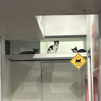 DON’T STRESS MEOWT - CAT CAFE - Updated March 2025 - 157 Photos & 23 ...