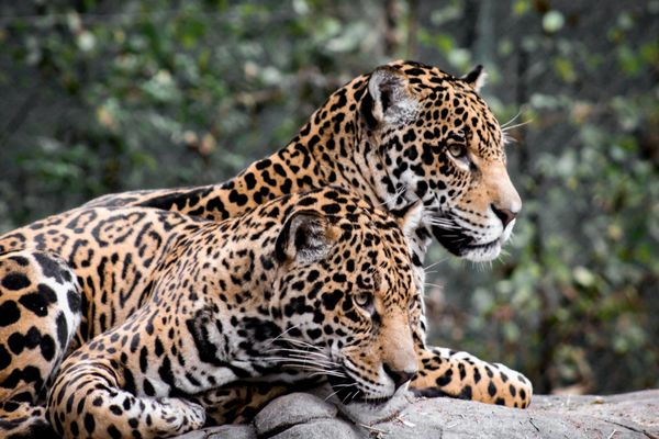 CHATTANOOGA ZOO AT WARNER PARK - 163 Photos & 74 Reviews - Amusement ...