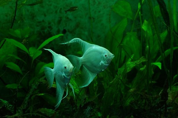 ELY’S TROPICAL FISH - 23 Photos & 29 Reviews - 326 Columbia Tpke ...