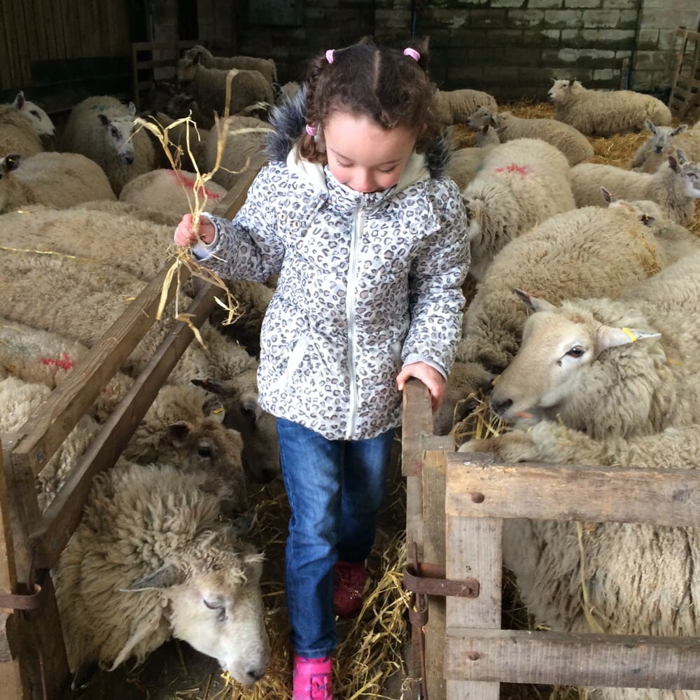 THE COOMBES FARM EXPERIENCE - Educational Services - Adur, West Sussex ...