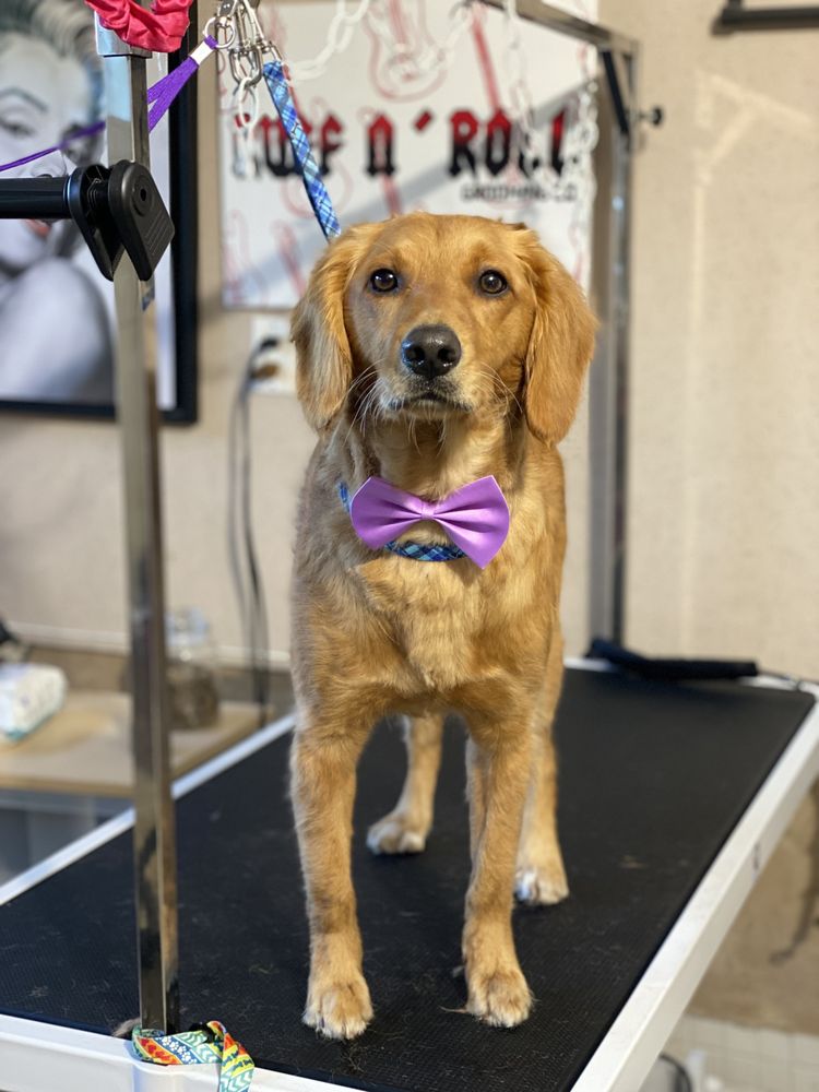 RUFF N’ ROLL - Updated December 2025 - Request an Appointment - 19 ...