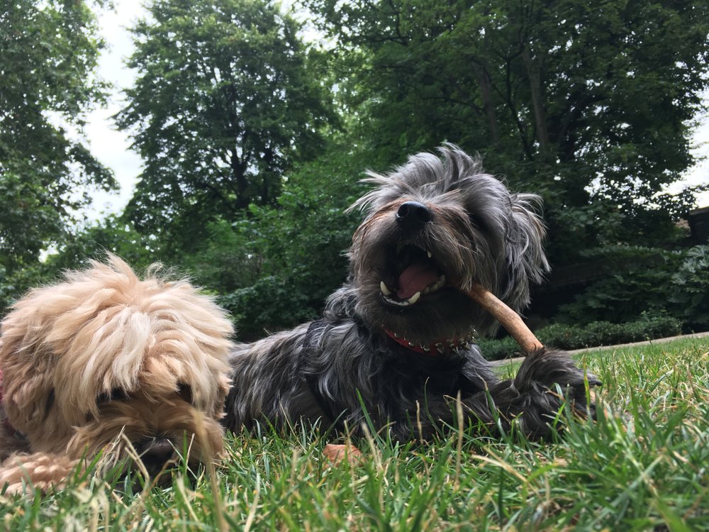 KINGS CROSS DOGS - Updated June 2024 - Request a Quote - Kings Cross ...