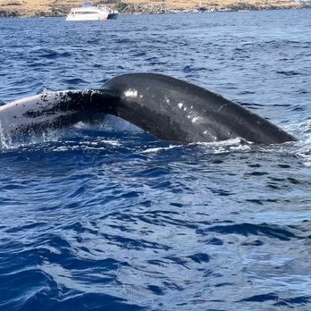 MALOLO CHARTERS - Updated June 2024 - 102 Photos & 88 Reviews - 300 Ma ...