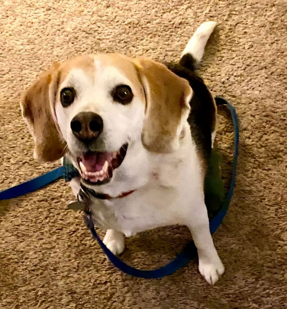 PEACEFUL PETS DOG OBEDIENCE TRAINING - Updated November 2024 - 28 ...