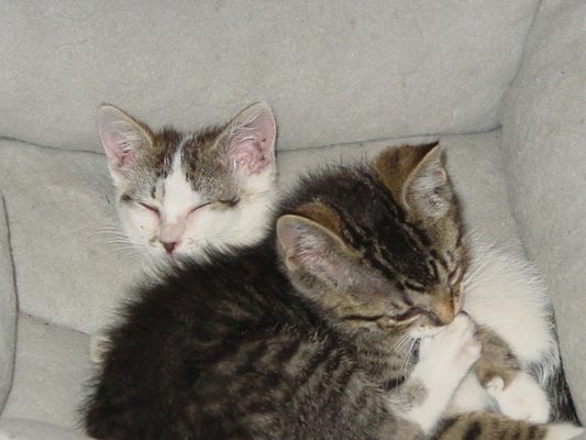 KANSAS HUMANE SOCIETY - Updated December 2025 - 11 Photos & 25 Reviews ...