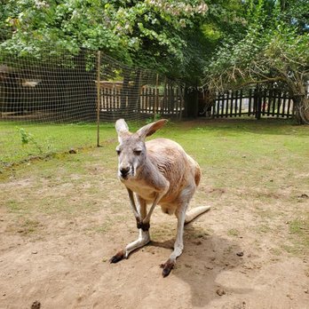 THE OUTBACK KANGAROO FARM - Updated July 2025 - 376 Photos & 175 ...