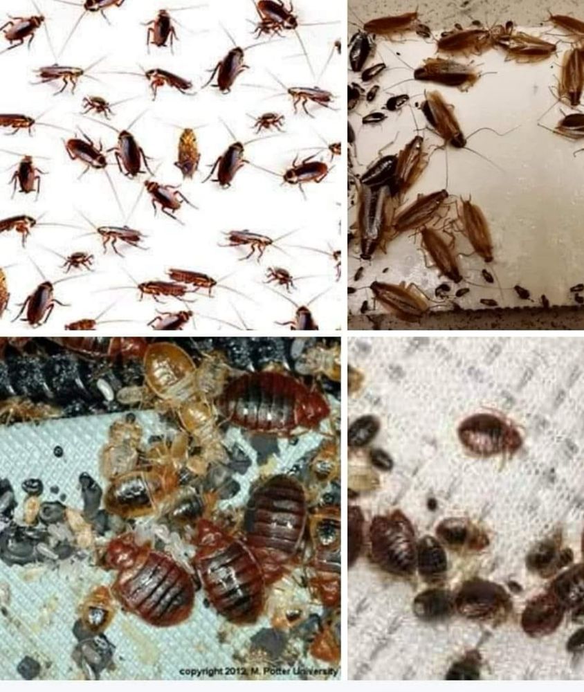 TOTAL PEST CONTROL - Updated August 2025 - Request a Quote - 415 ...