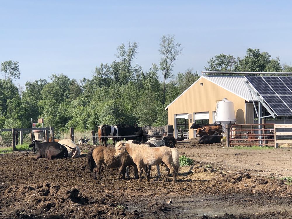 CALDER DAIRY & FARM - 117 Photos & 32 Reviews - 9334 Finzel Rd ...