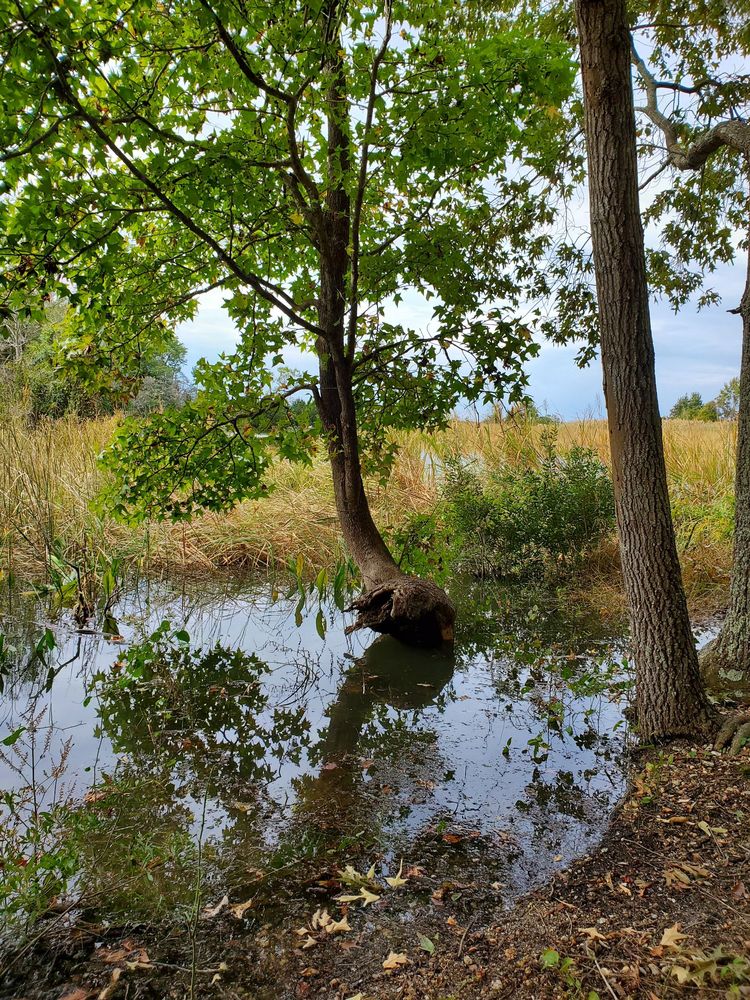 CALEDON STATE PARK - 81 Photos & 14 Reviews - Hiking - 11617 Caledon Rd ...