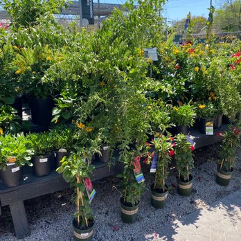 BUCHANAN’S NATIVE PLANTS - Updated December 2025 - 370 Photos & 257 ...