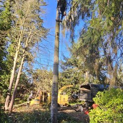 Best Tree Services Near Me - December 2025: Find Nearby Tree Services ...