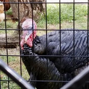 PHILLIPS PARK ZOO - Updated August 2025 - 245 Photos & 103 Reviews ...