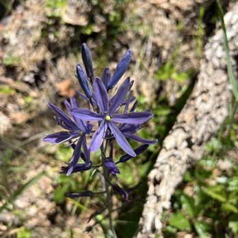 ROGUE X - Updated January 2026 - 17 Photos - 901 Rossanley Dr, Medford ...