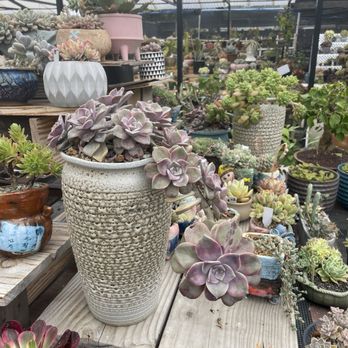 SHUNA’S SUCCULENT HOUSE - Updated December 2024 - 111 Photos & 26 ...