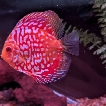 THE FISH PLACE - Updated November 2025 - 129 Photos & 84 Reviews - 141 ...