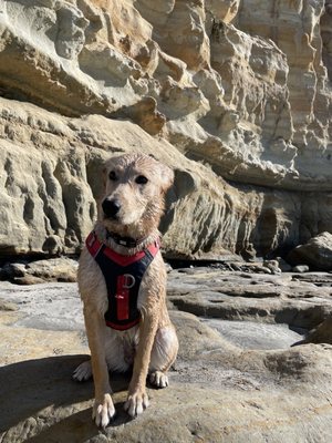 DEL MAR DOG BEACH - Updated January 2025 - 93 Photos & 27 Reviews ...