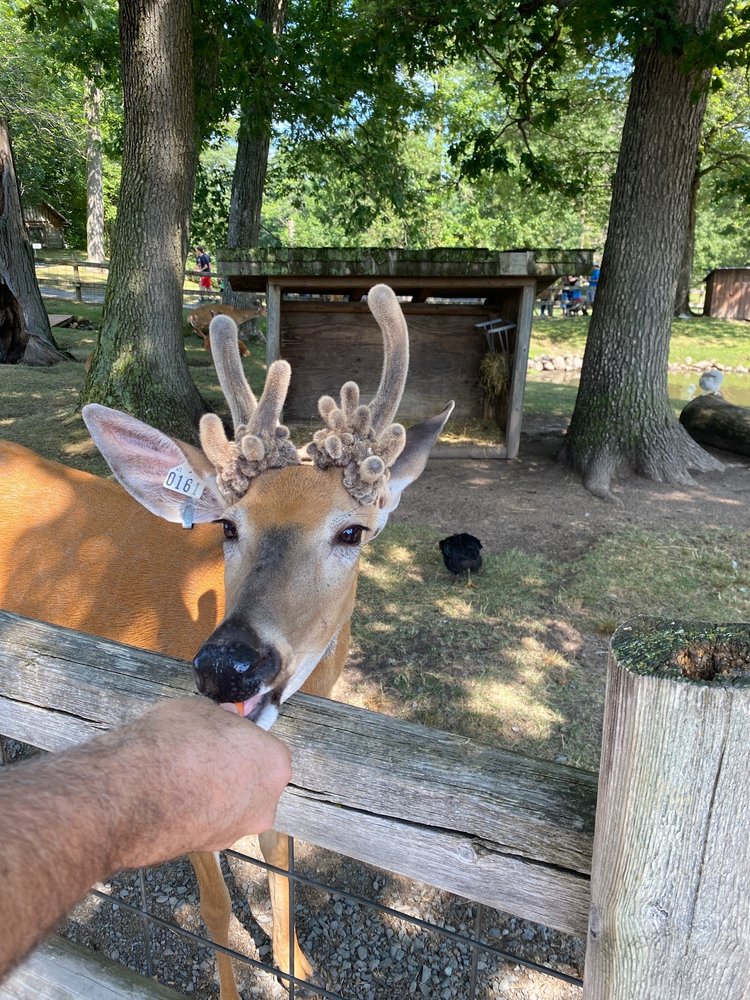 FAWN DOE ROSA - 98 Photos & 34 Reviews - 2131 US Hwy 8, St. Croix Falls ...