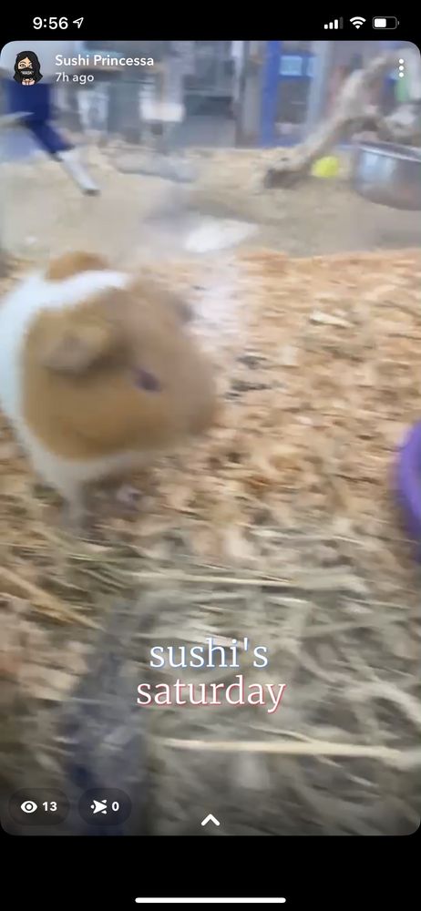 PETS PLUS - Updated July 2025 - 23 Reviews - 638 Camino De Los Mares ...