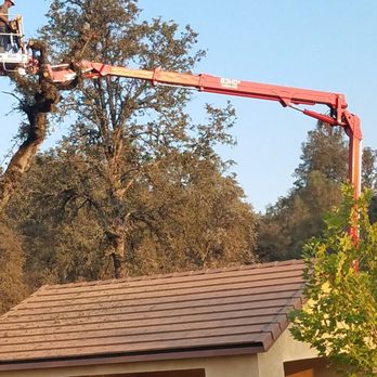 MORGAN TREE SERVICE - Updated August 2025 - 19 Photos - Oroville ...