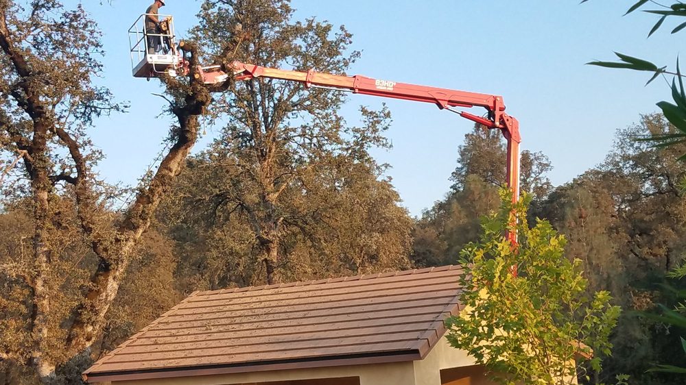 MORGAN TREE SERVICE - Updated August 2025 - 19 Photos - Oroville ...
