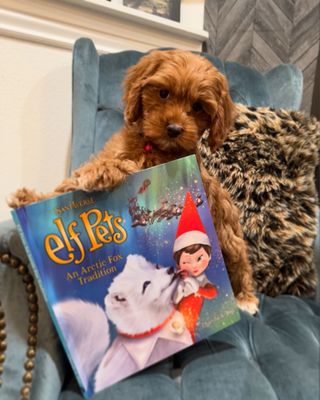 PET RANCH - Updated December 2025 - 39 Photos & 86 Reviews - 3833 E ...