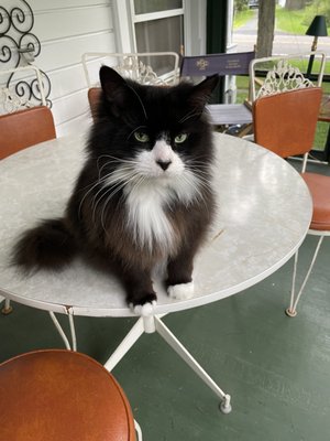 VCA COLONIAL ANIMAL HOSPITAL - Updated January 2026 - 31 Photos & 66 ...