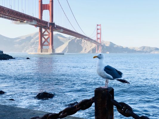 FORT POINT - 1698 Photos & 428 Reviews - San Francisco, California ...