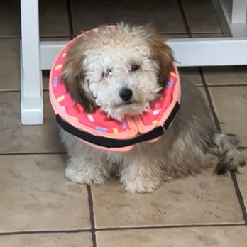 ALTERED TAILS - Updated July 2025 - 38 Photos & 77 Reviews - 950 W ...