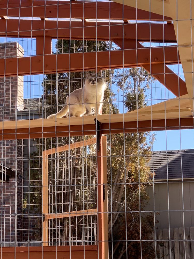 CAT-MAN-DO - Updated August 2025 - 13 Photos - Denver, Colorado - Pet ...