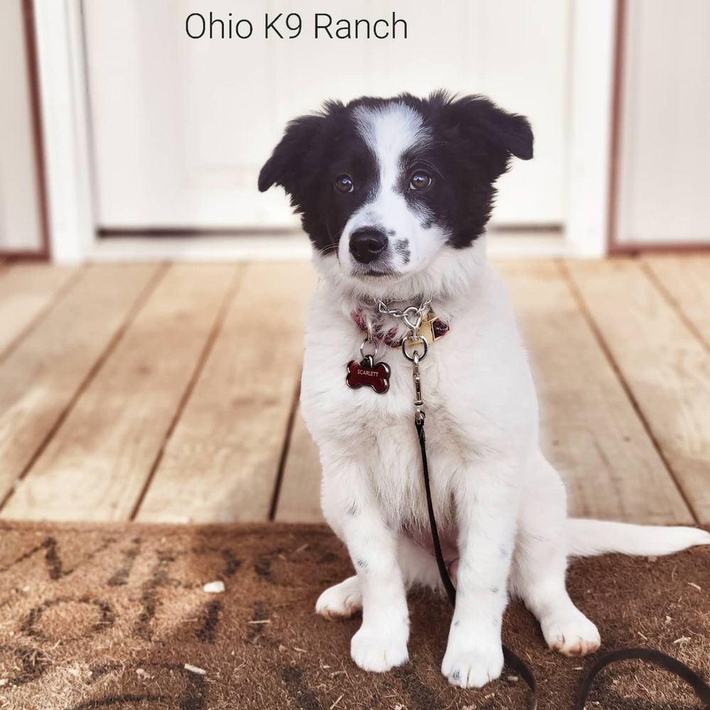 OHIO K9 RANCH - Updated December 2025 - 15 Photos - Blacklick, Ohio ...