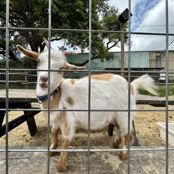 SCREAMING GOAT YARD & TAP - Updated July 2024 - 283 Photos & 174 ...