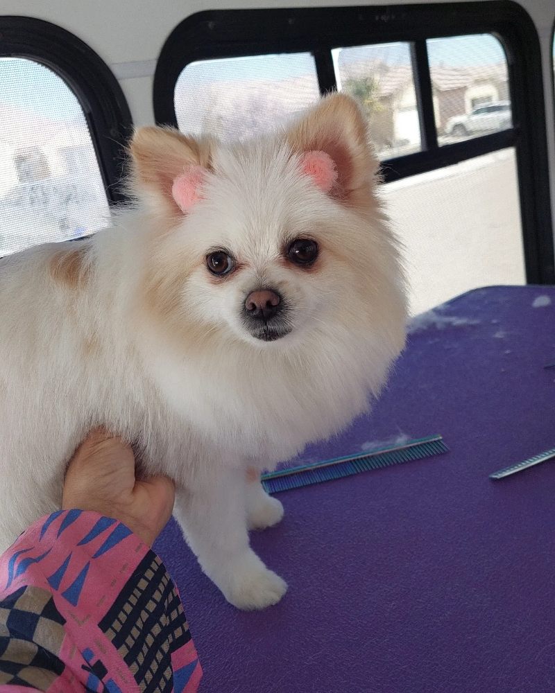 RUB A PUP SCRUB - 38 Photos - 20915 Bear Valley Rd, Apple Valley, California - Pet Groomers ...