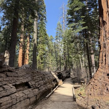 CALAVERAS BIG TREES STATE PARK - Updated December 2025 - 1257 Photos ...